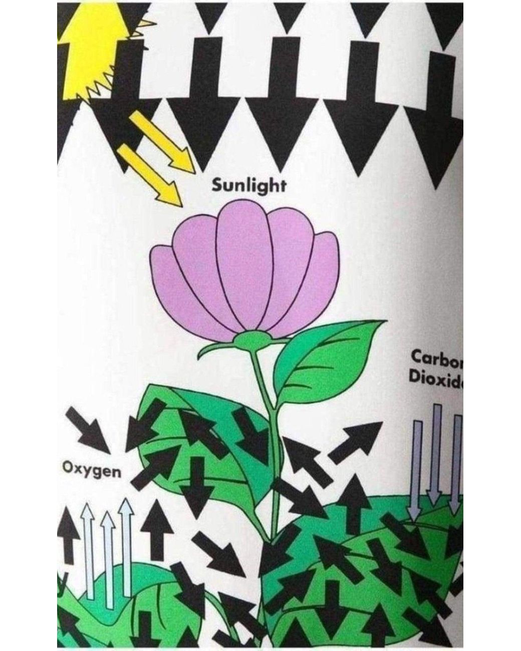 Christopher Kane White Silk Botanical Diagram Dress | Lyst