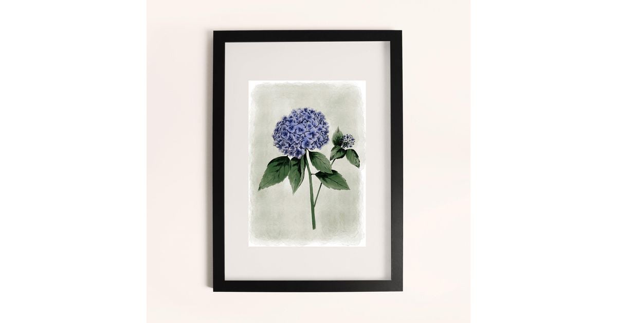 Laura Ashley Hydrangea Flower Print in Black | Lyst UK