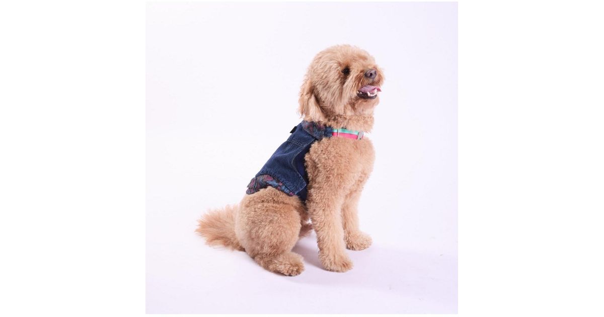 Trina Turk Denim Jacket & Harness Set in Blue | Lyst