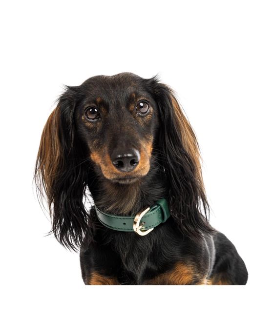 Alecoo Classy Dog Collar Dark in Green | Lyst UK