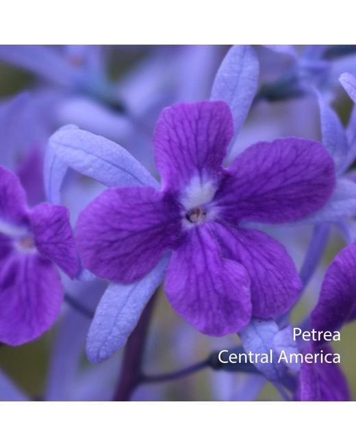 Marquise Swim Bikini One Piece in Blue | Lyst UK