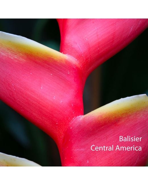 Marquise Swim Bikini One Piece in Red | Lyst UK