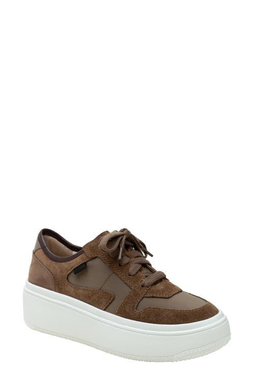 Linea Paolo Gains Platform Sneaker in Brown | Lyst